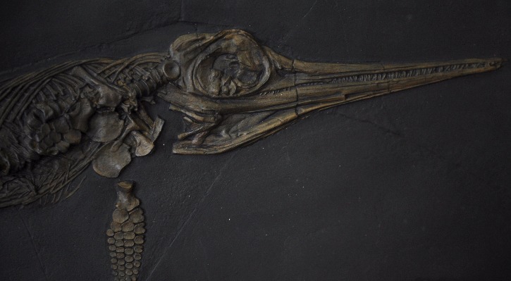 Ichtiozaury to morskie drapieżniki, które żyły równolegle z dinozaurami ...