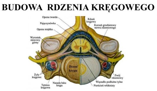 Rdzeń kręgowy znajduje się w kanale kręgowym i jest otoczony 3 oponami: