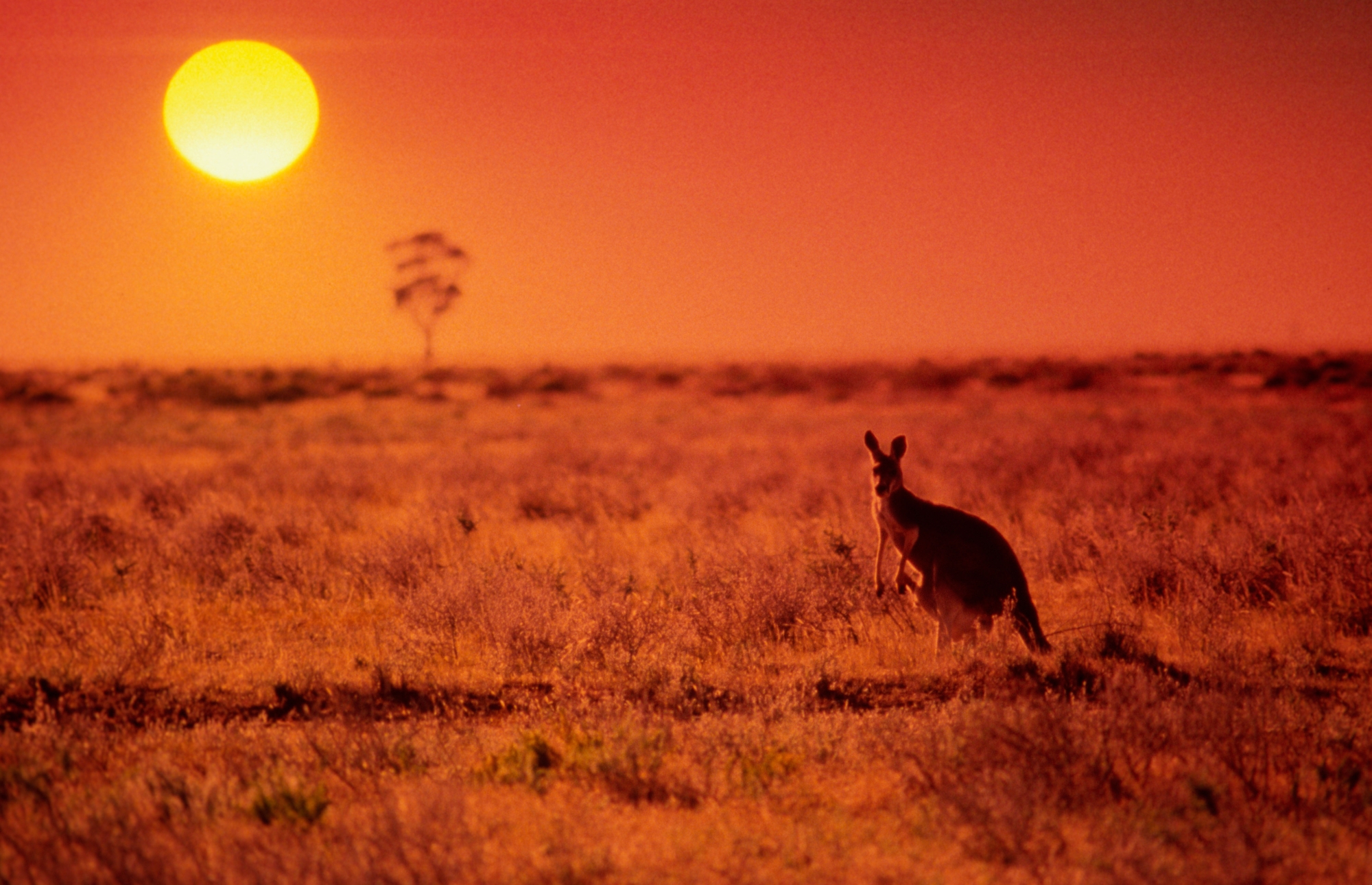 Instytut Australijski, ośrodek analityczny z siedzibą w Canberze ...