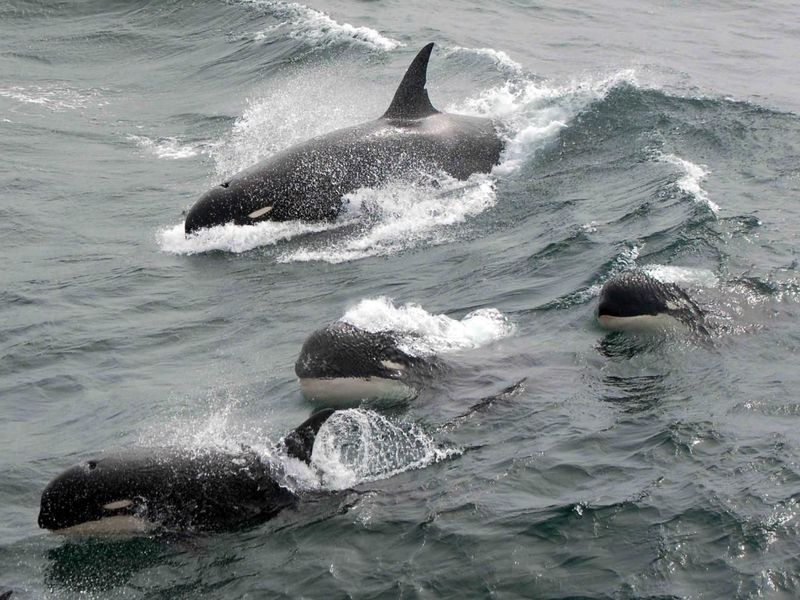 W 1955 roku na plażę na Wyspie Północnej Nowej Zelandii, w pobliżu ...